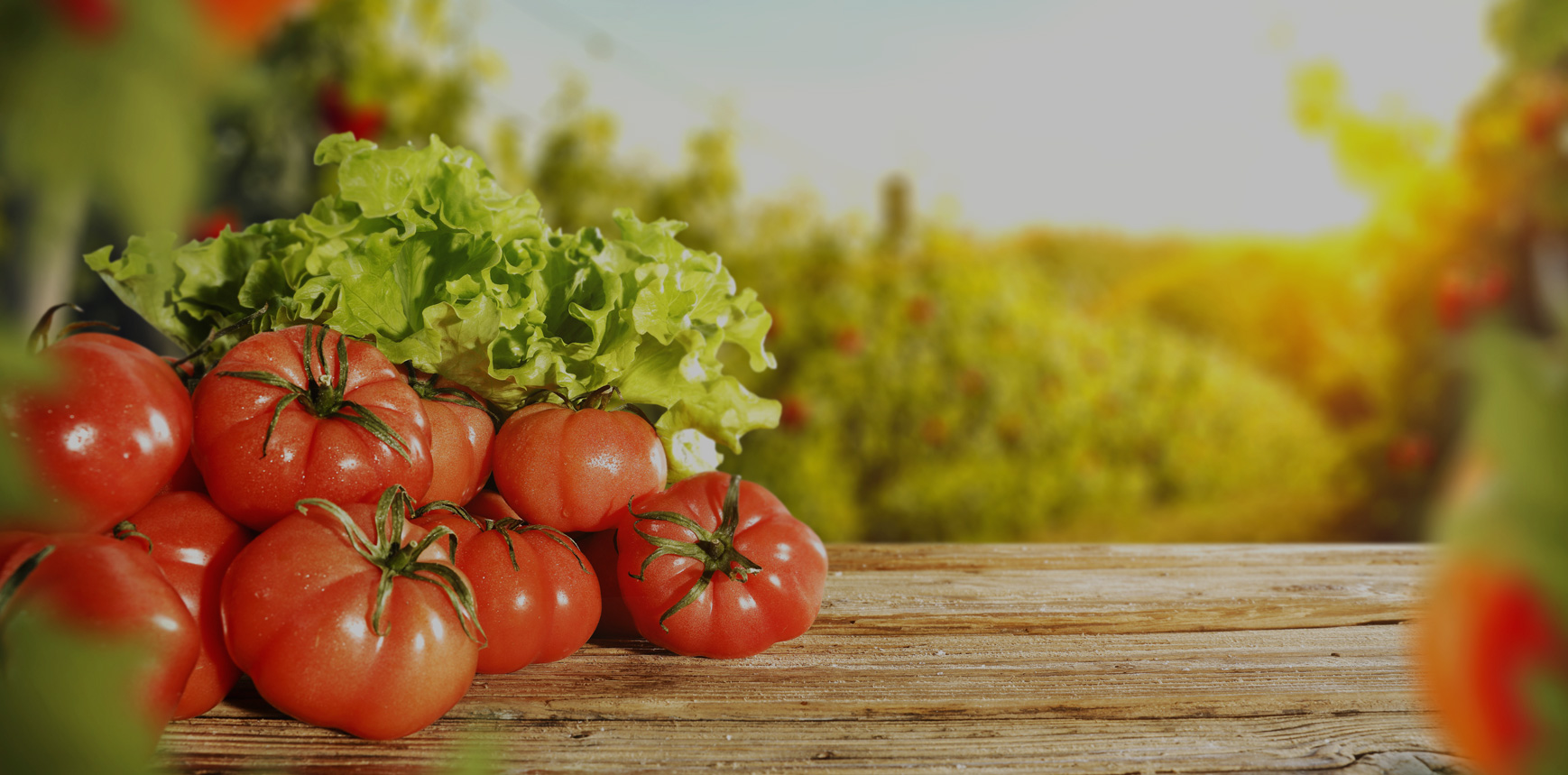 SM Fruits Morocco – Your Fruits & Vegetables Source